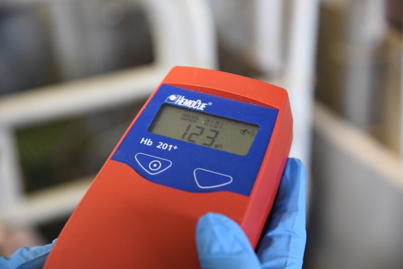 Die Prävention der Eisenmangelanämie - Gleptoferron oder Eisendextran?